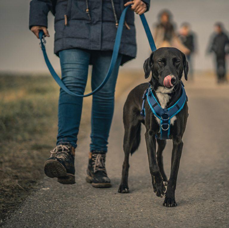 Dog House Size Chart by breed - Size-Charts.com - When size matters