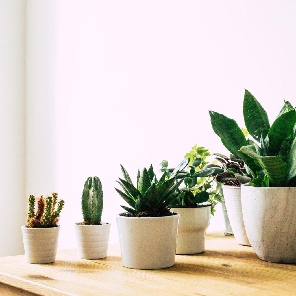 Plant Pot size Guide and dimensions - Size-Charts.com