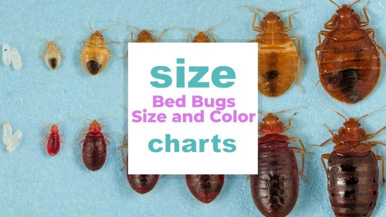 How Big Can Bed Bugs Be and What Color? - Size-Charts.com - When size ...
