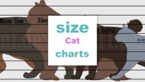 Cat Size Chart and Why It Is Important? - Size-Charts.com - When size ...
