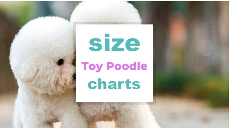 Toy Poodle Size Chart by Age : How big will a Toy Poodle get?