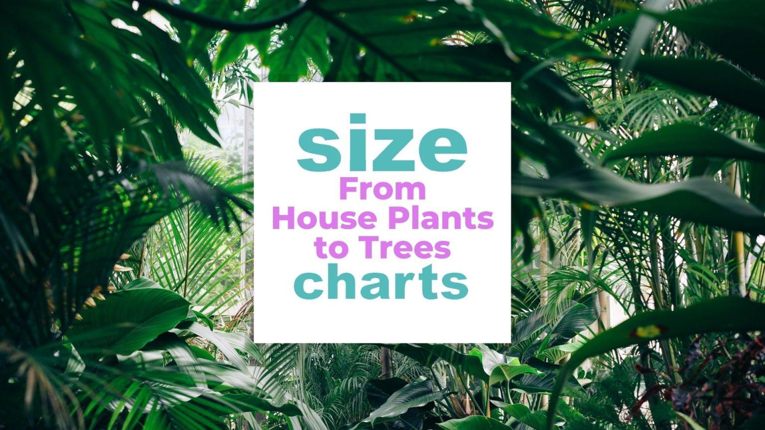 Plant Size - Complete Guide From House Plants to Trees
