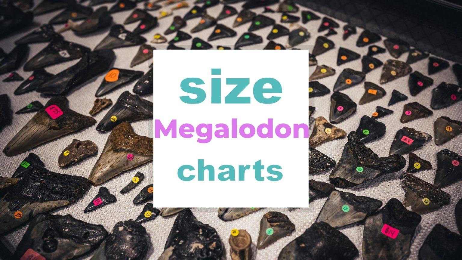 Megalodon Size Chart: How Big Is It?
